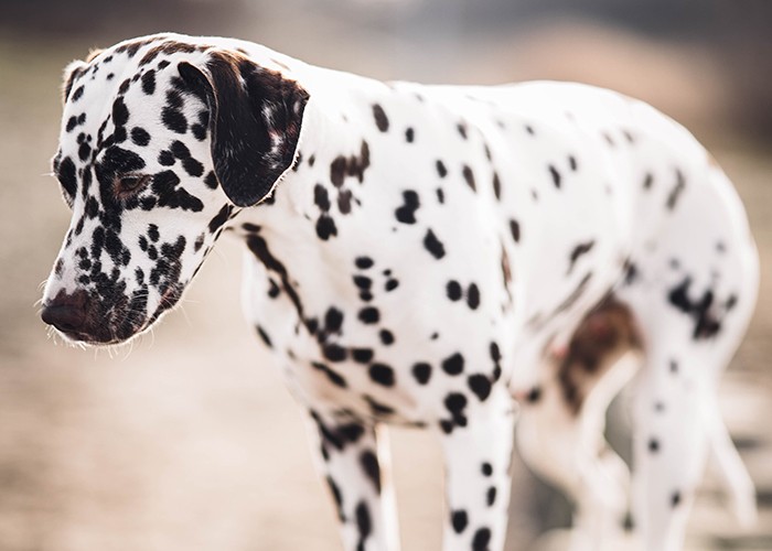 Why are Dalmations Firehouse Dogs? - Windsor Fire & Rescue Services